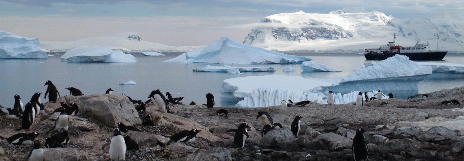 Faune Antarctique : le guide des animaux